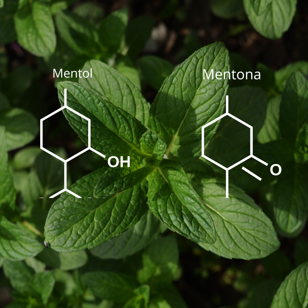 Mentol X Mentona – Bem Viver